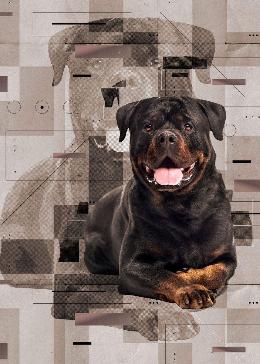 'Rottweiler - Metzgerhund ' Poster by Lioudmila Perry | Displate