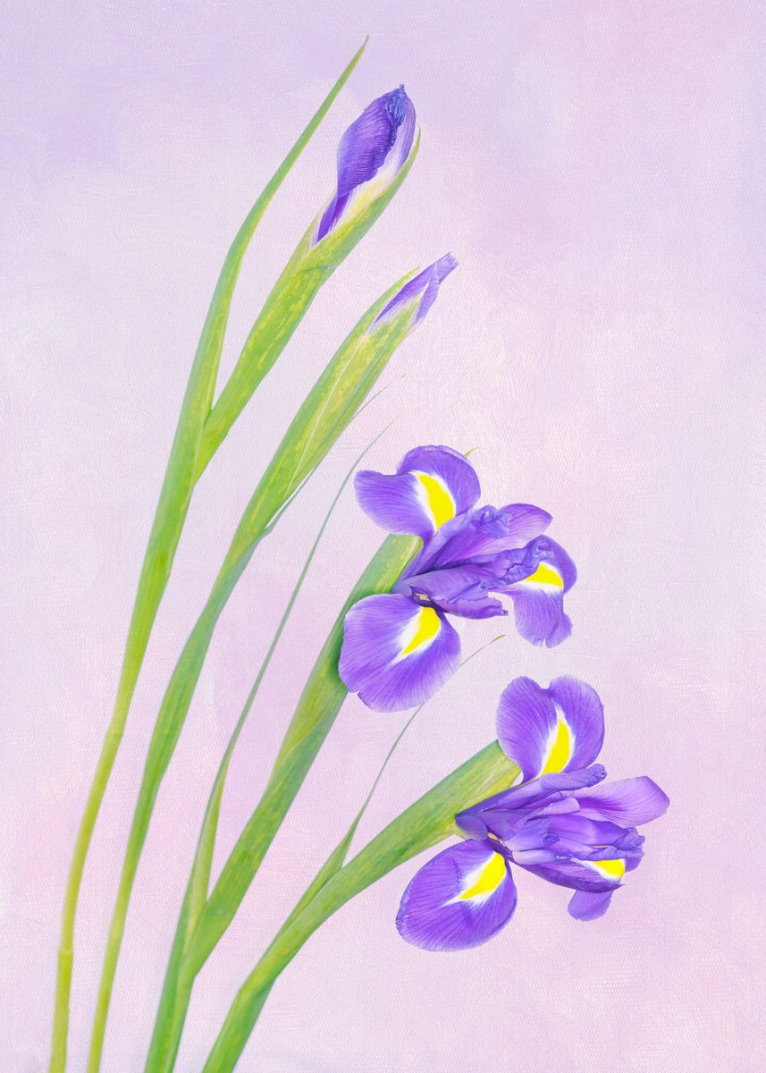 'Beautiful Iris' Poster by Roy McPEAK | Displate