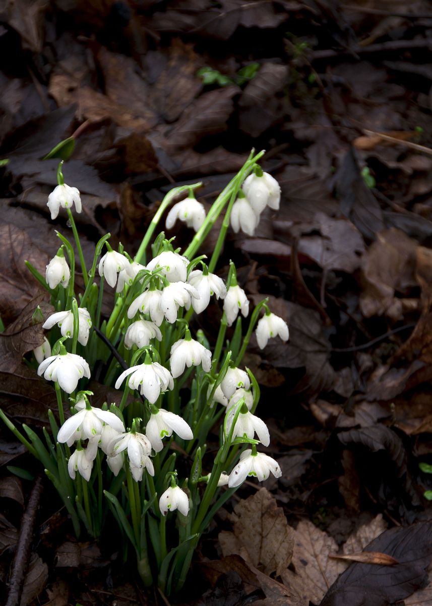 'Snowdrops' Poster by Svetlana Sewell | Displate