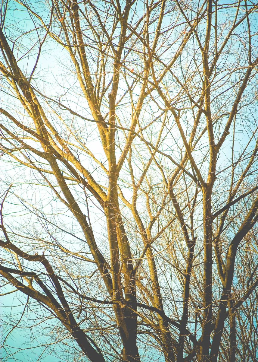 'dry tree in winter time ' Poster by Dulyapon Somsri | Displate