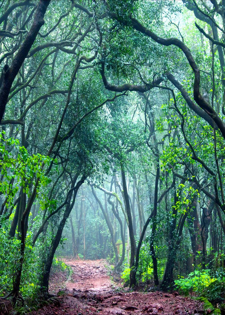 'Tree Tunnel' Poster, picture, metal print, paint by CR Shelare | Displate