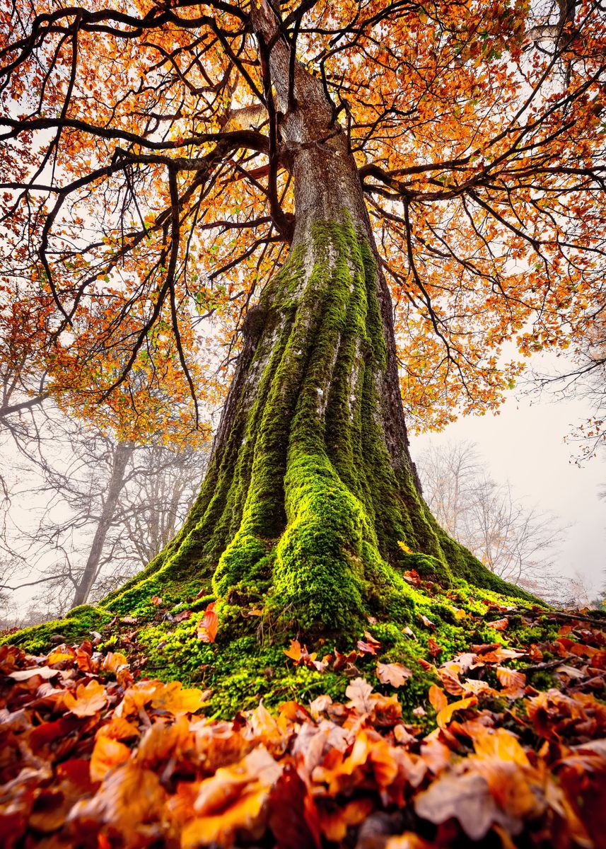 'Under Autumn Tree' Poster, picture, metal print, paint by Svetlana ...