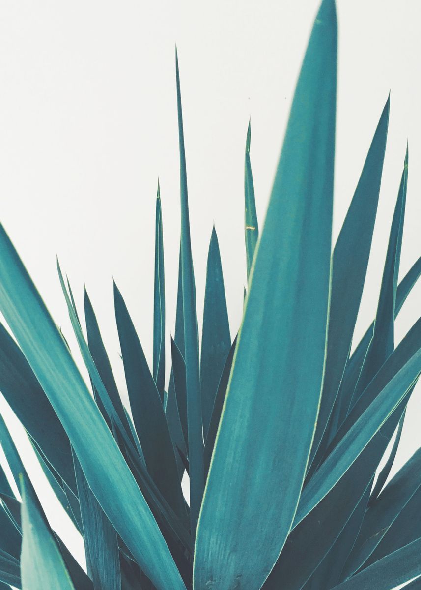 'Yucca Leaves' Poster, picture, metal print, paint by Cassia Beck ...