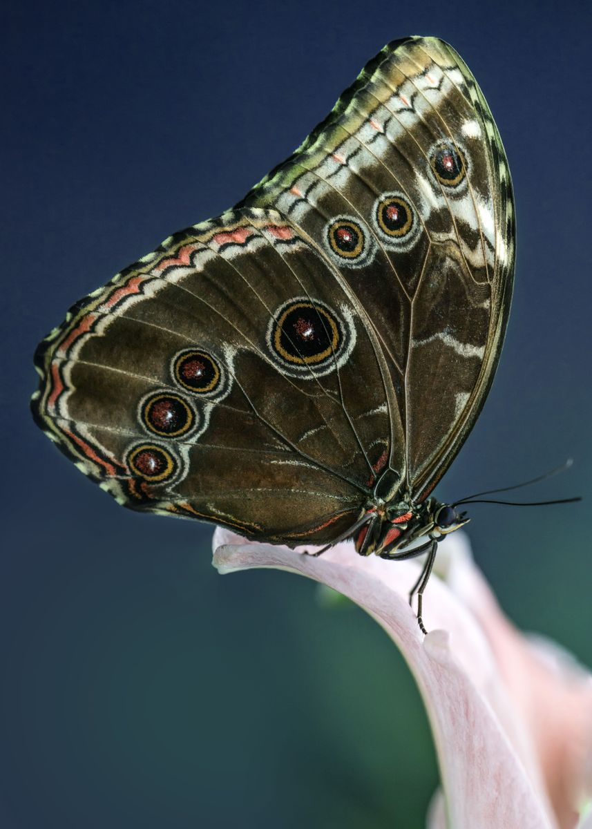 'Pretty Big butterfly' Poster by Jaroslaw Blaminsky | Displate