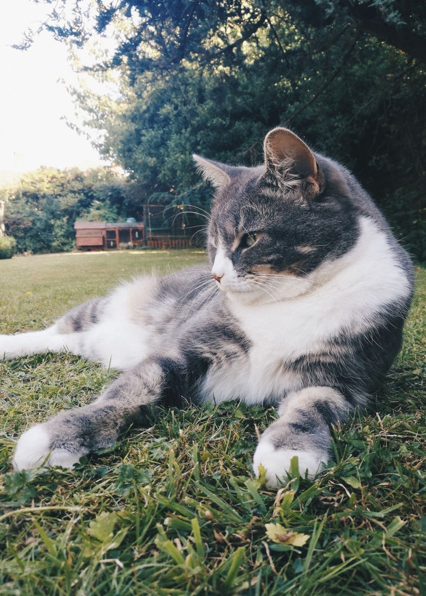 'Cat Chillin'' Poster by Jake Lawrance | Displate