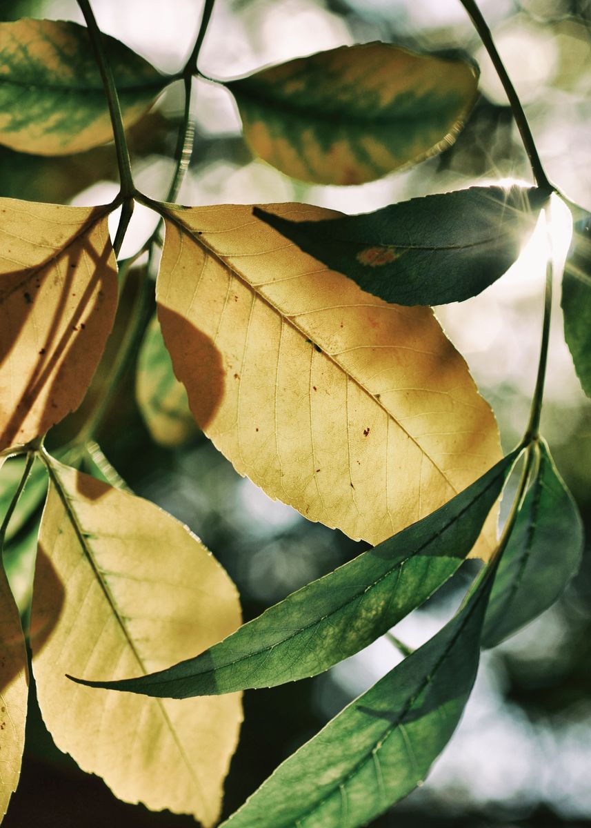 'Summer's almost gone' Poster by Ves Jako | Displate