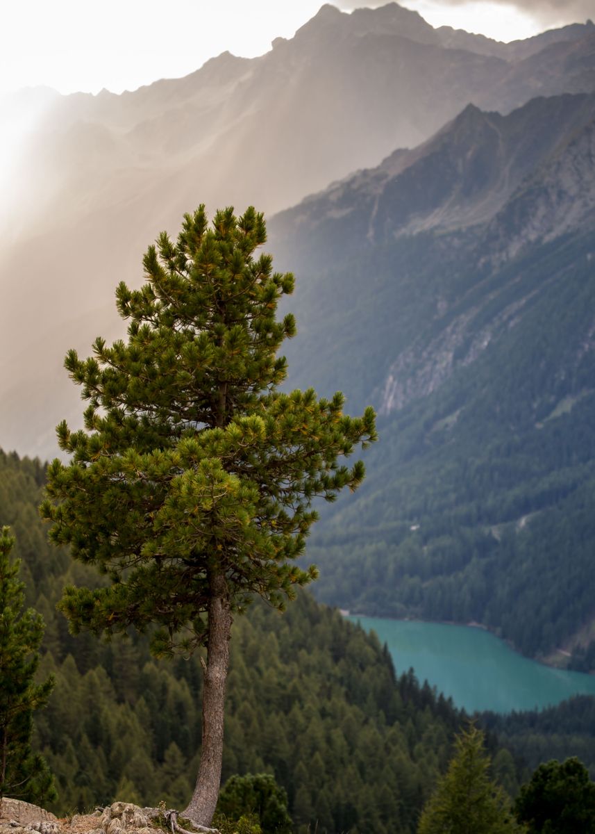 'The lone tree' Poster by Giacomo Sassi | Displate