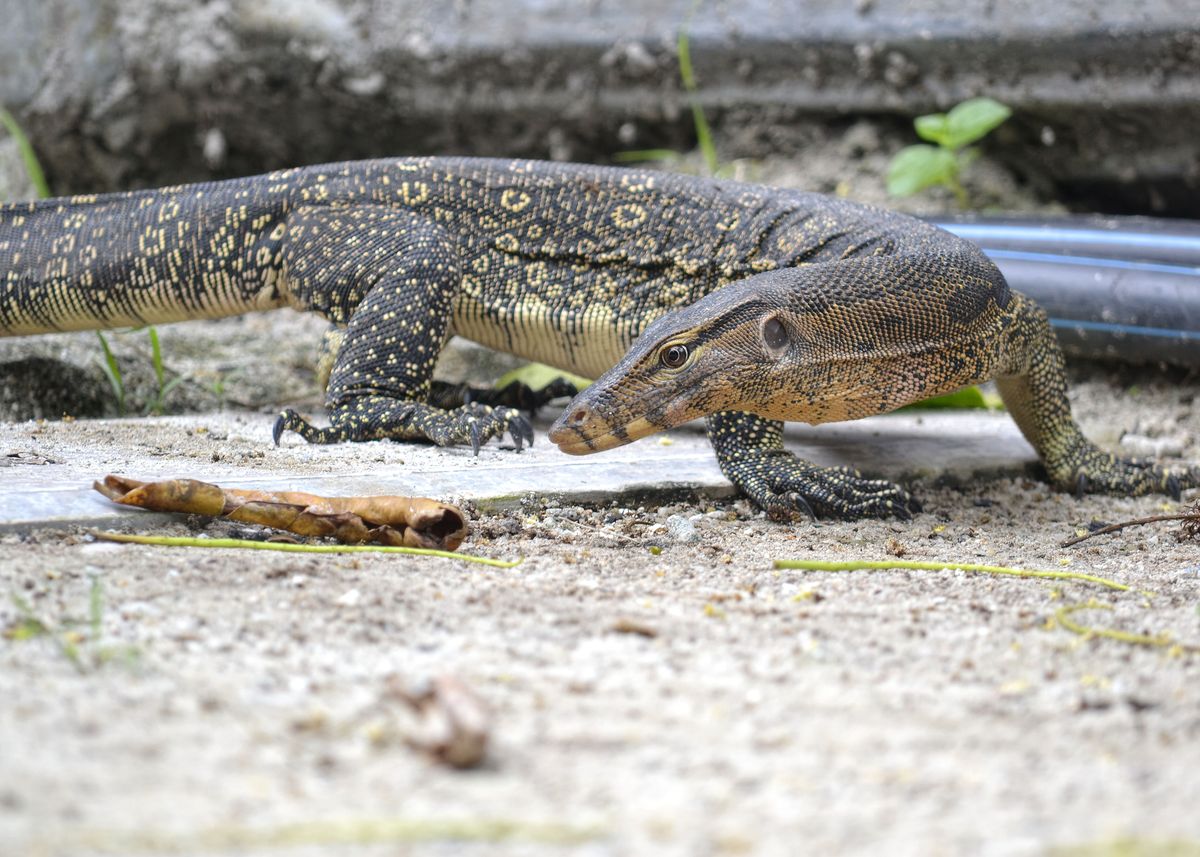 'varanus on the borneo beac' Poster by Ornella Bonomini | Displate