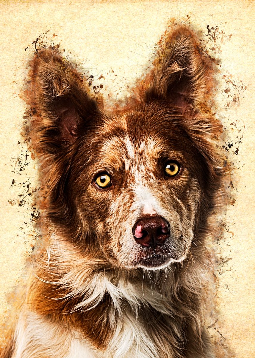 'Border Collie' Poster, picture, metal print, paint by Lioudmila Perry ...
