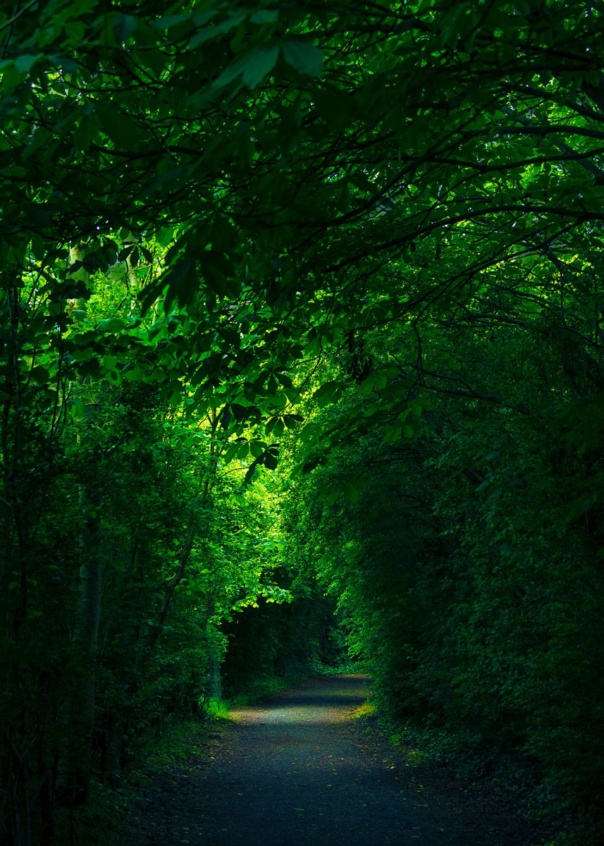 'Tree arch path' Poster by Svetlana Sewell | Displate