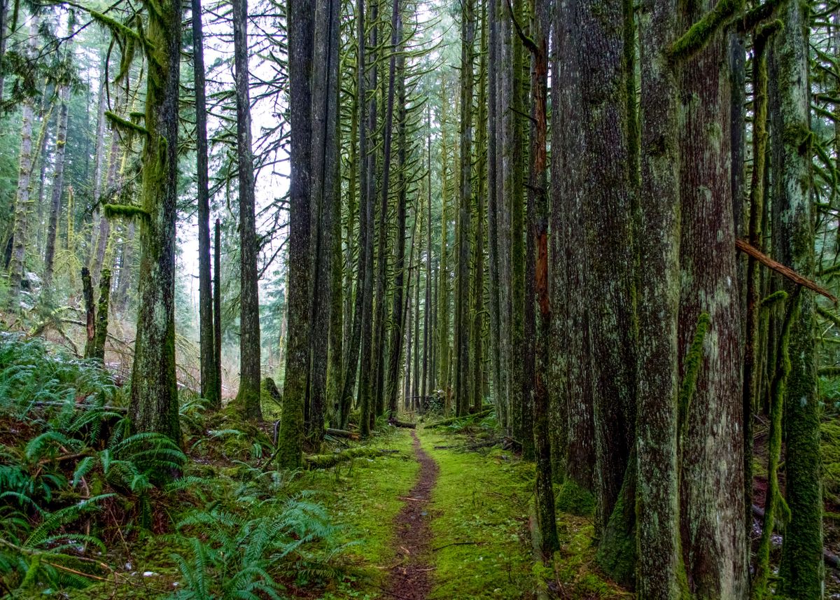 'Forest Path Canada' Poster by Peter Curson | Displate