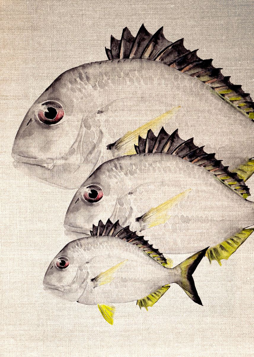 'Bream Watercolour' Poster, picture, metal print, paint by Madi ...