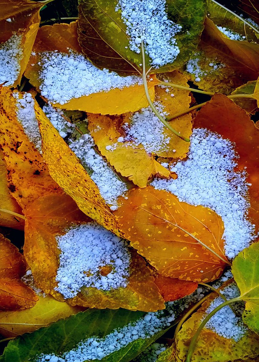 'First Fall Snow' Poster, picture, metal print, paint by Matthew Wright ...