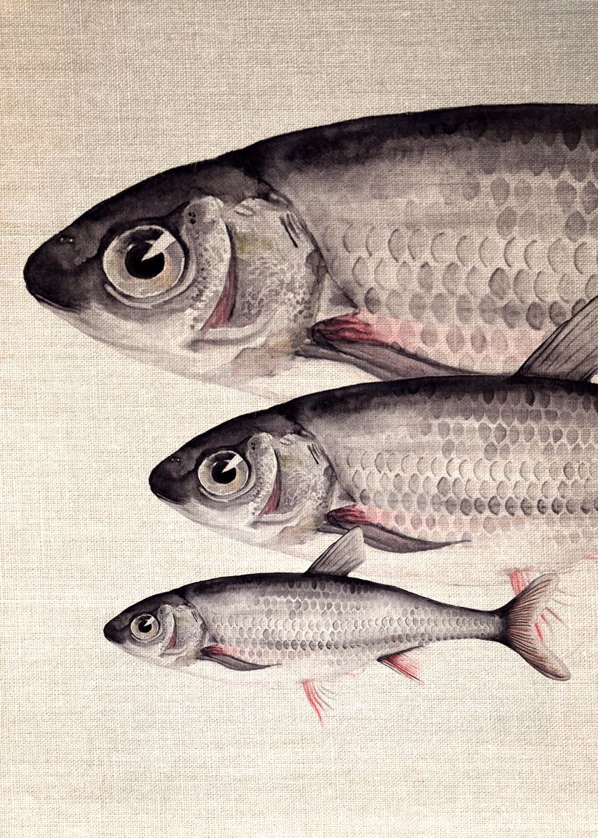 'Minnow Watercolour' Poster, picture, metal print, paint by Madi ...