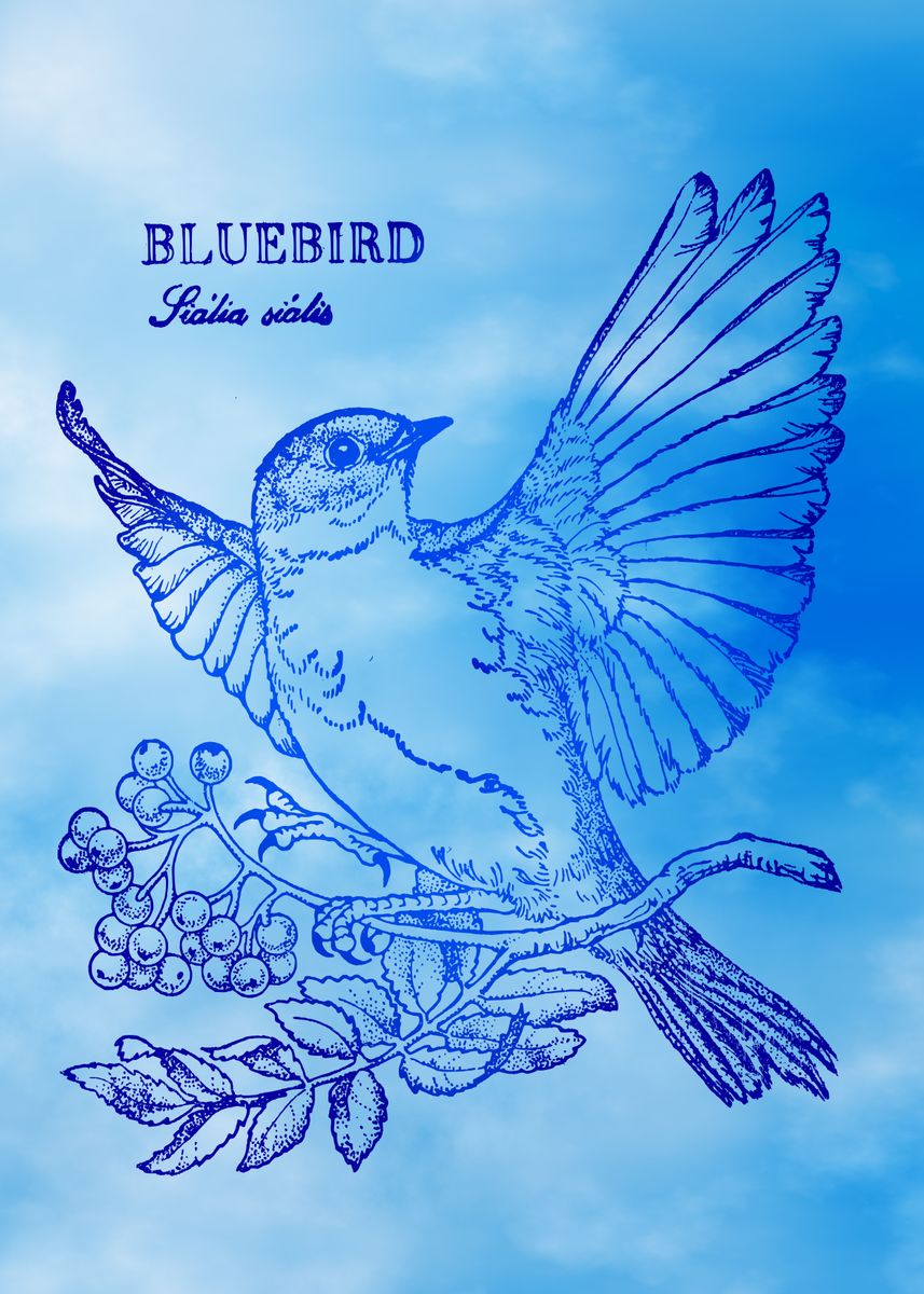 'Bluebird' Poster by M. B. Meyer | Displate
