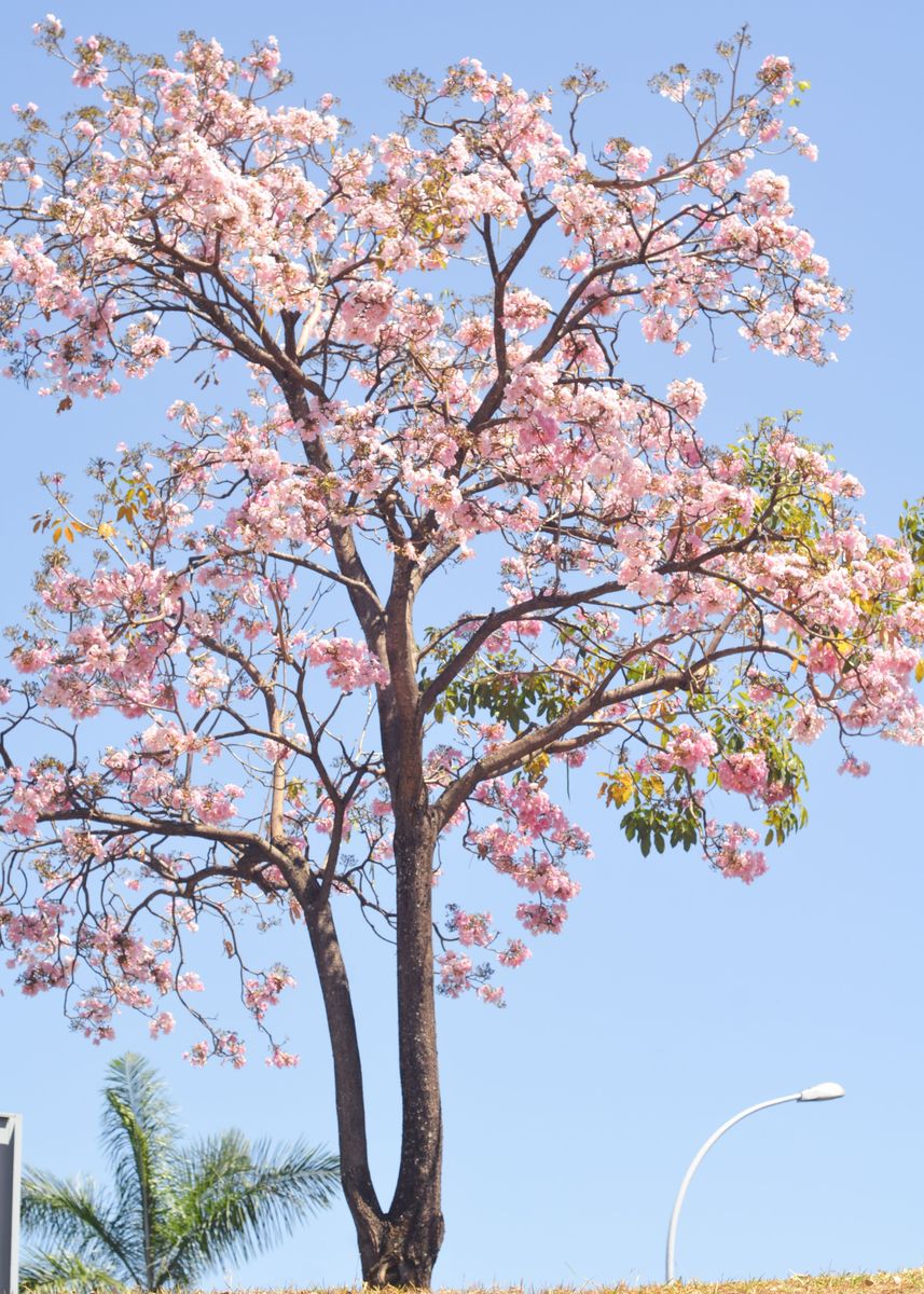 'Handroanthus' Poster by walce santos | Displate