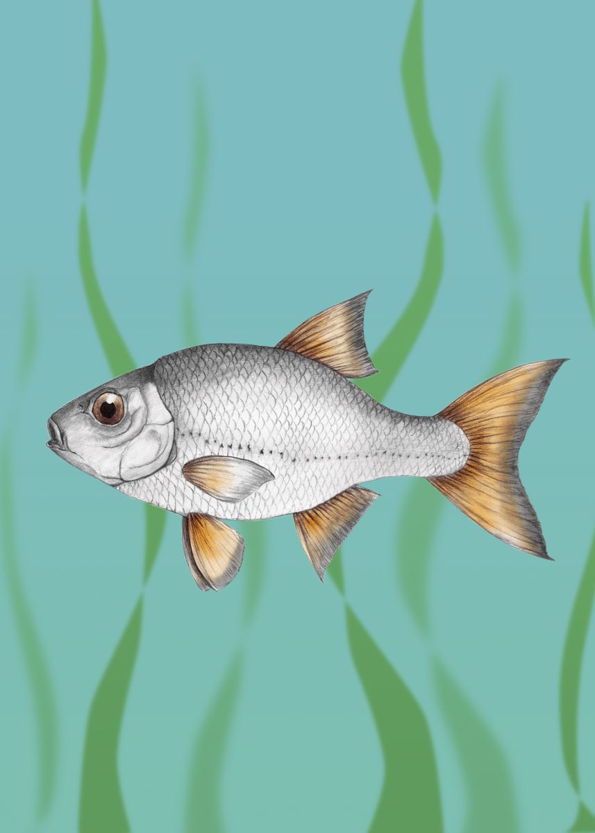 'Common roach fish' Poster, picture, metal print, paint by Bianca ...