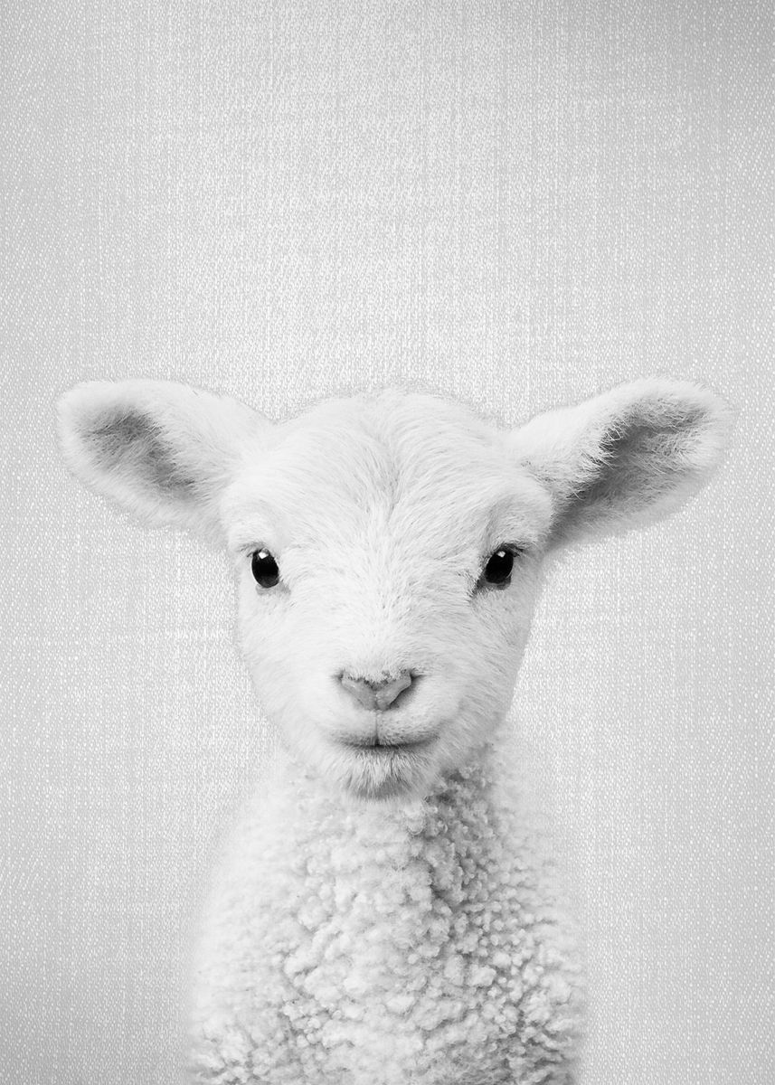 'Lamb BW' Poster, picture, metal print, paint by Gal Design | Displate