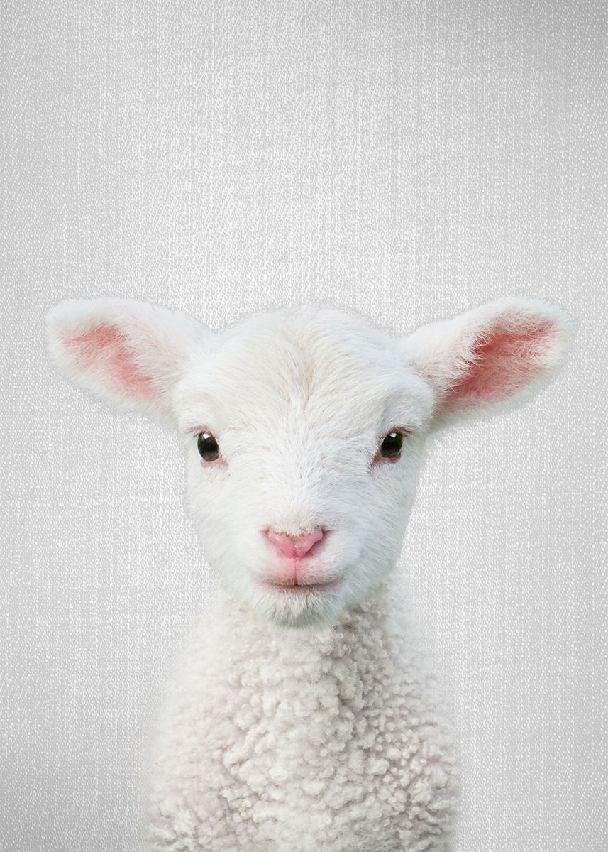'Lamb Colorful' Poster, picture, metal print, paint by Gal Design ...