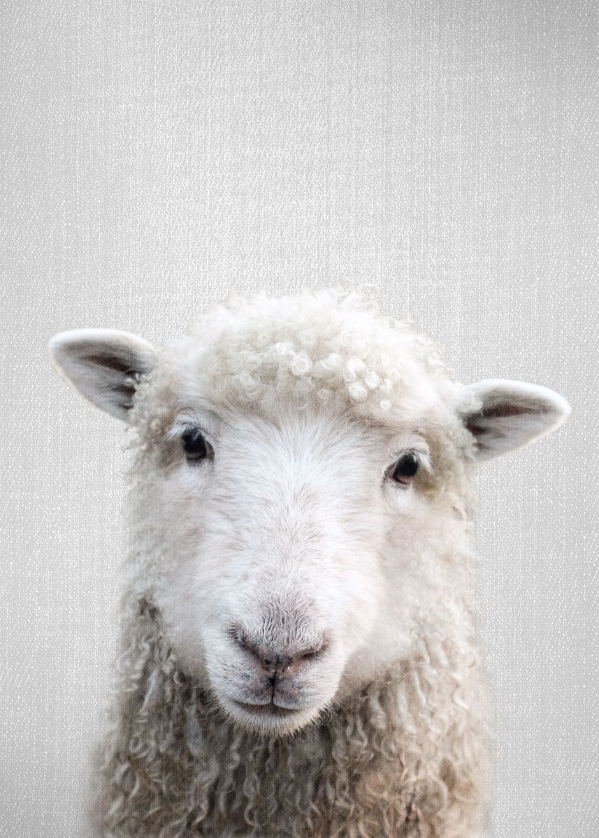 'Sheep Colorful' Poster, picture, metal print, paint by Gal Design ...