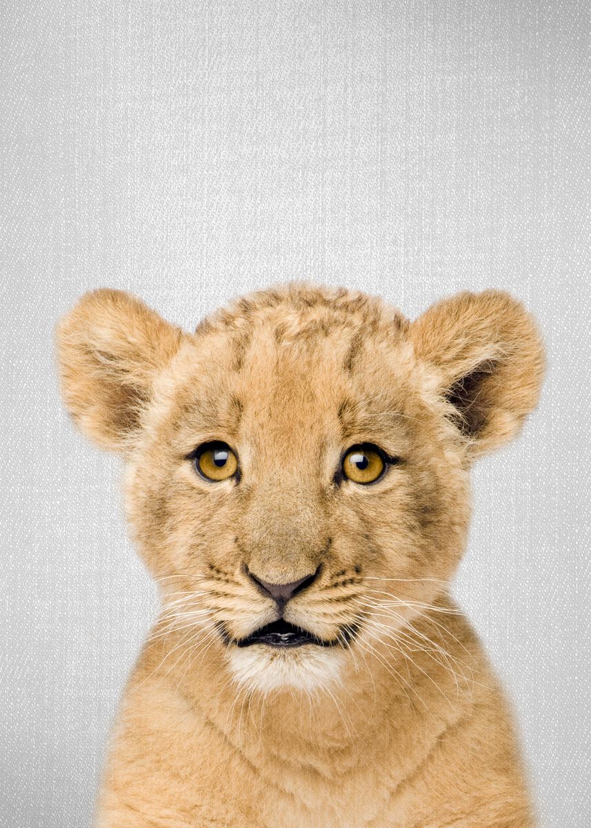 'Baby Lion Colorful' Poster by Gal Design | Displate