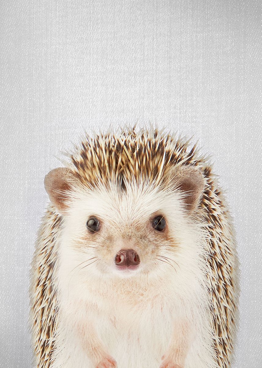 'Hedgehog Colorful' Poster, picture, metal print, paint by Gal Design ...