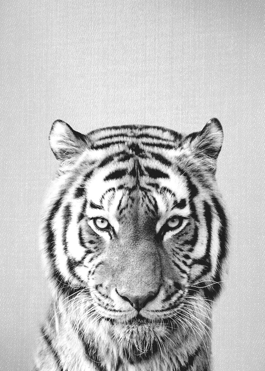 'Tiger BW' Poster by Gal Design | Displate