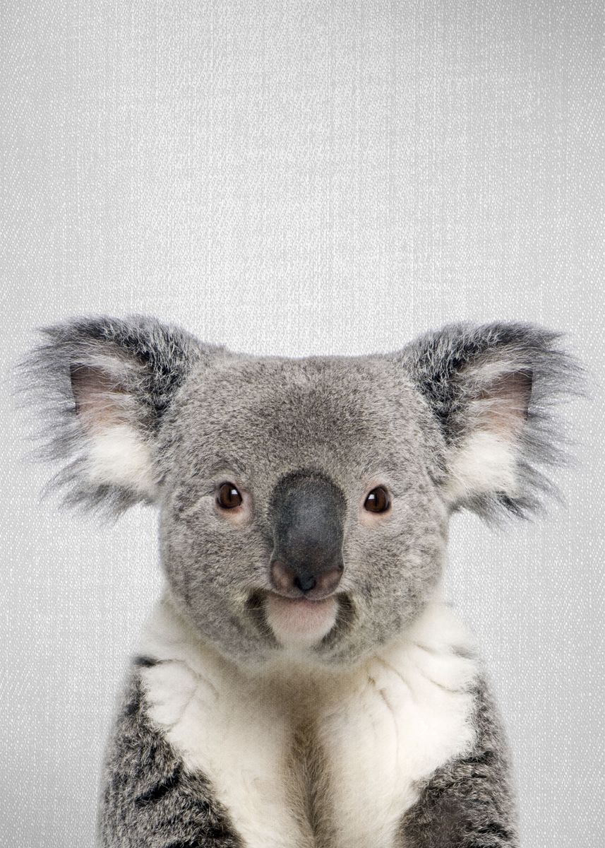'Koala Colorful' Poster, picture, metal print, paint by Gal Design ...