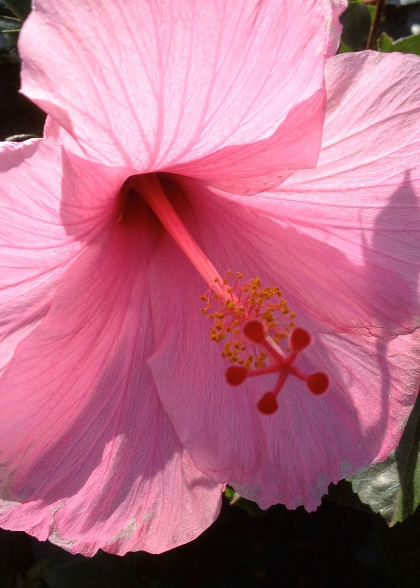 'Pink Hawaii Aloha Hibiscus' Poster, picture, metal print, paint by ...