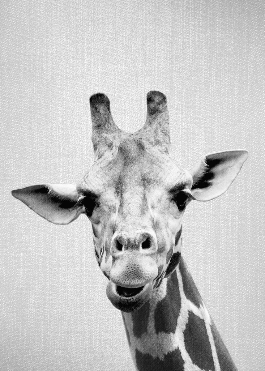 'Giraffe BW' Poster by Gal Design | Displate