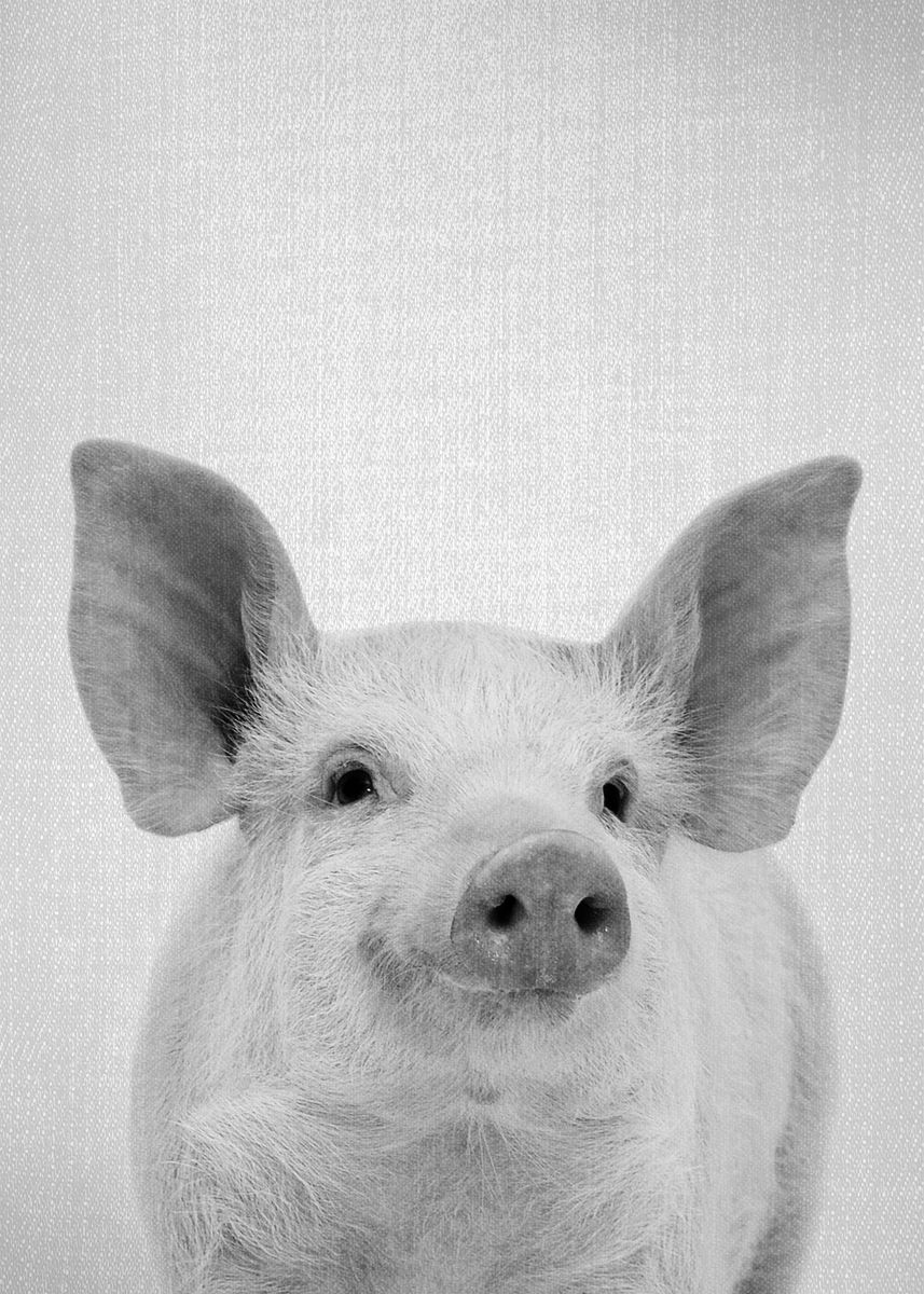 'Pig BW' Poster, picture, metal print, paint by Gal Design | Displate