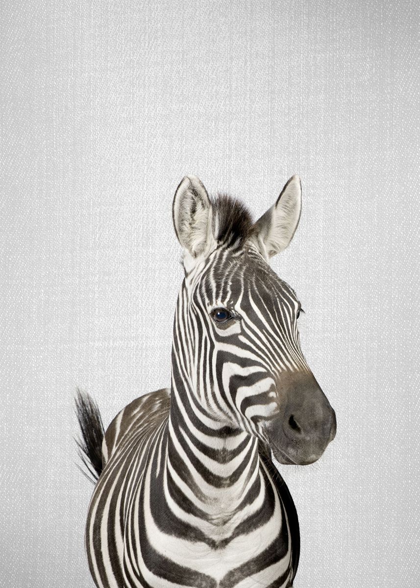 'Zebra Colorful' Poster, picture, metal print, paint by Gal Design ...