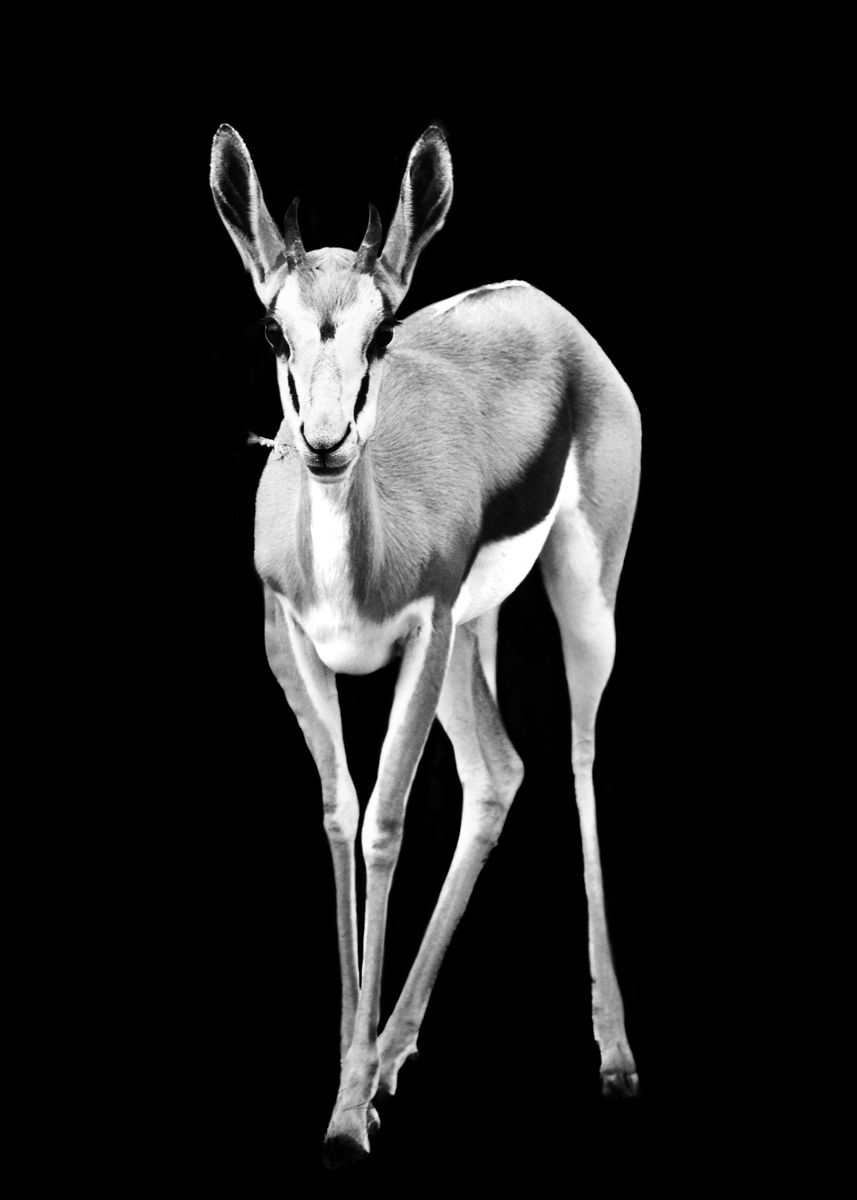 'Springbuck' Poster, picture, metal print, paint by Pierre Steenkamp ...