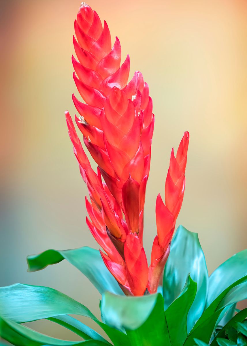 'vriesea carinata flower ' Poster, picture, metal print, paint by ...