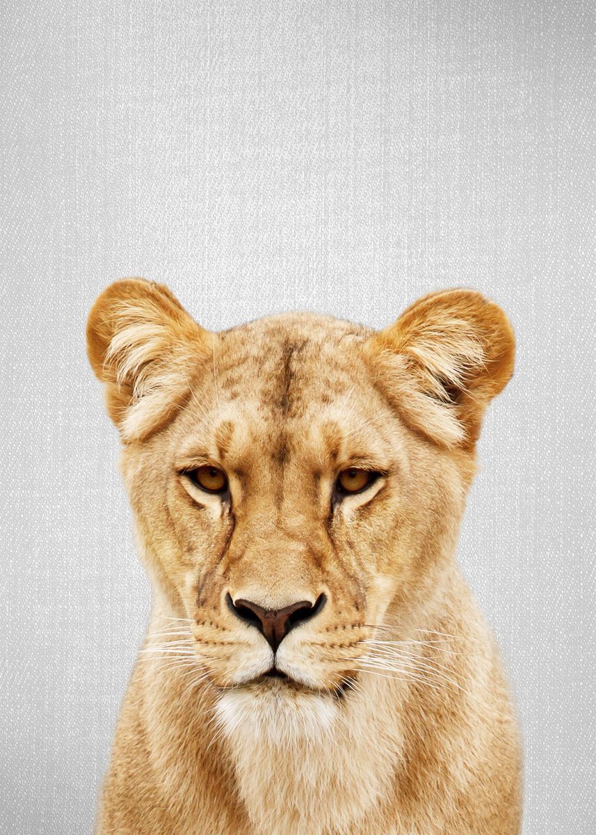 'Lioness Colorful' Poster, picture, metal print, paint by Gal Design ...