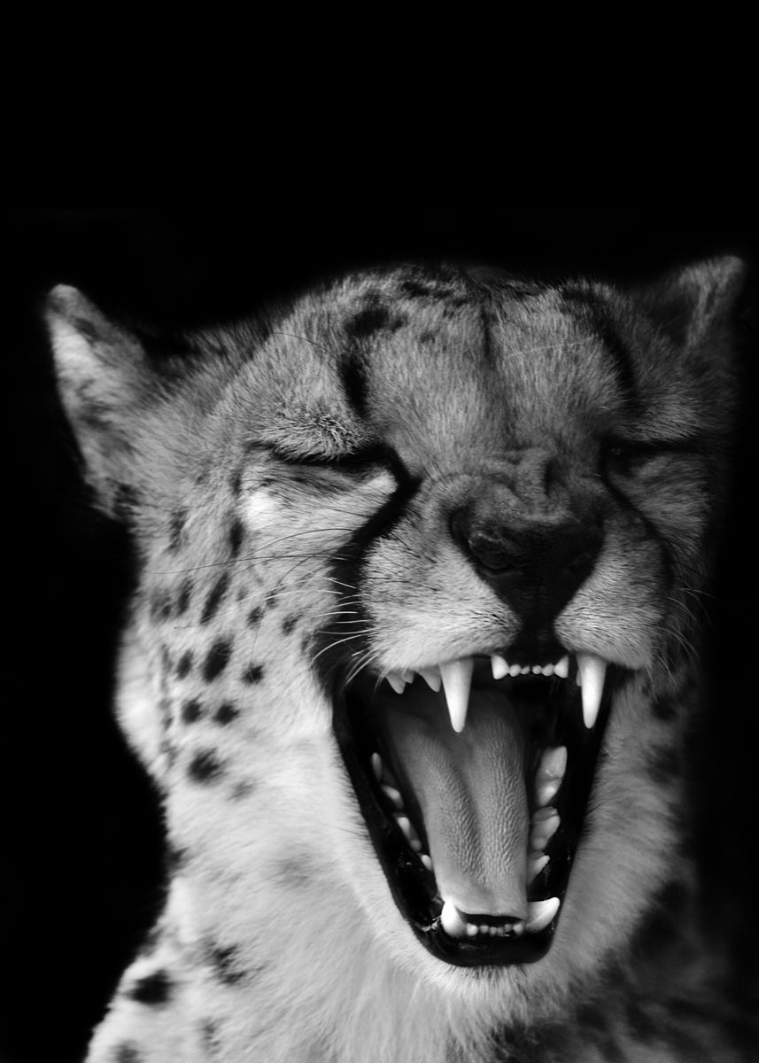 'Cheetah Smile' Poster, picture, metal print, paint by Pierre Steenkamp ...
