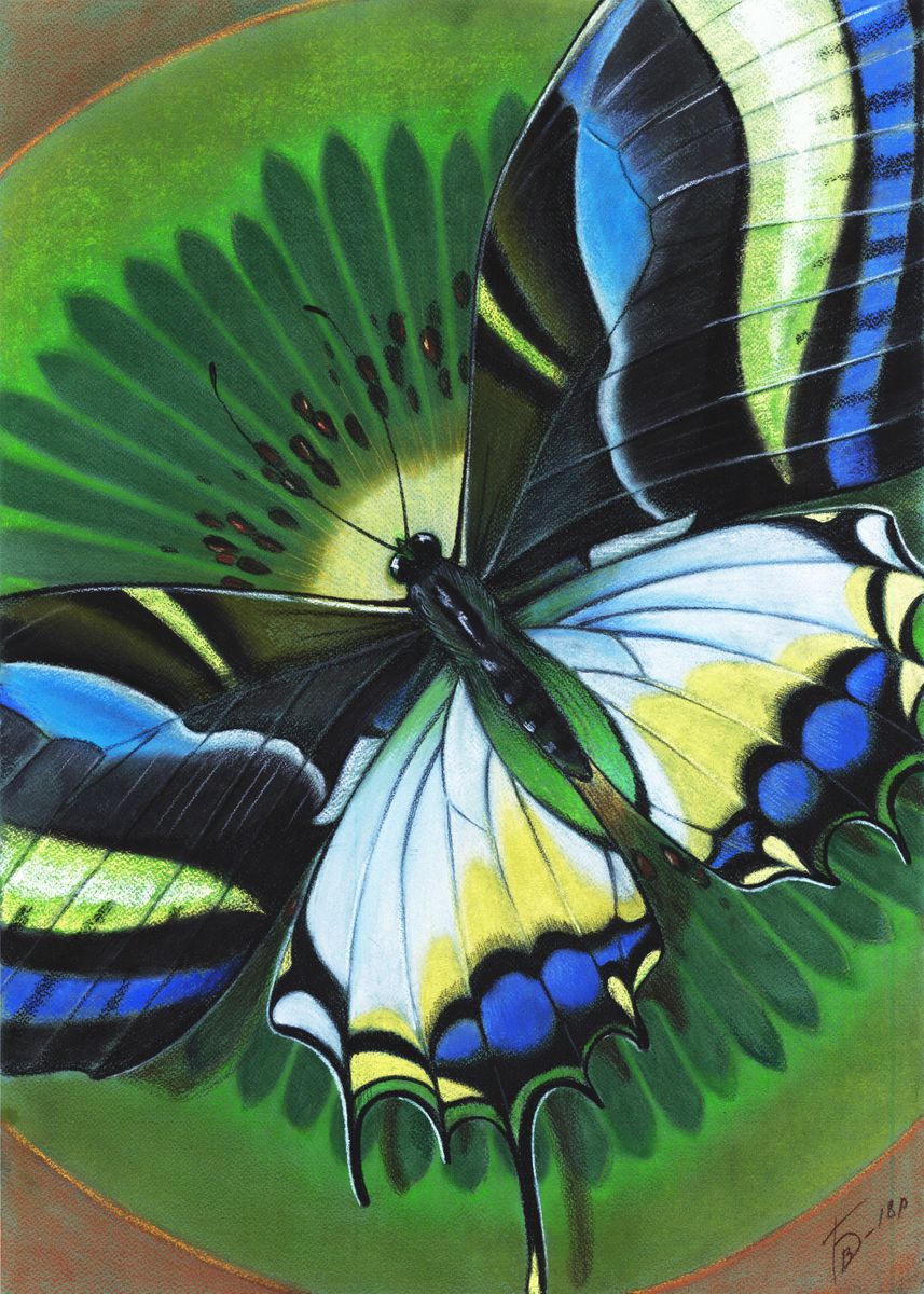 'Butterfly Designs 2' Poster, picture, metal print, paint by Viktor ...