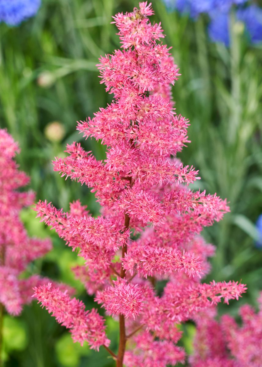 'astilbe flower in bloom' Poster, picture, metal print, paint by ...