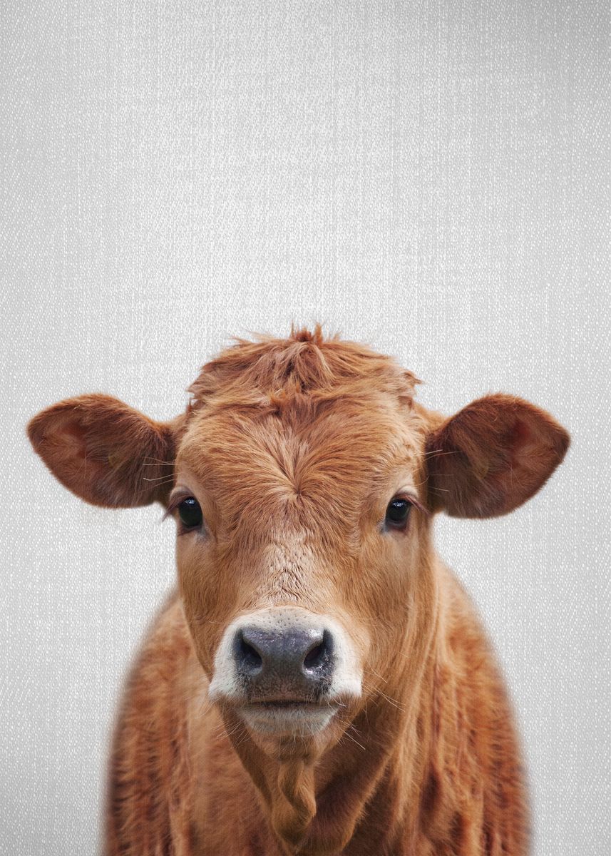 'Cow Colorful' Poster, picture, metal print, paint by Gal Design | Displate