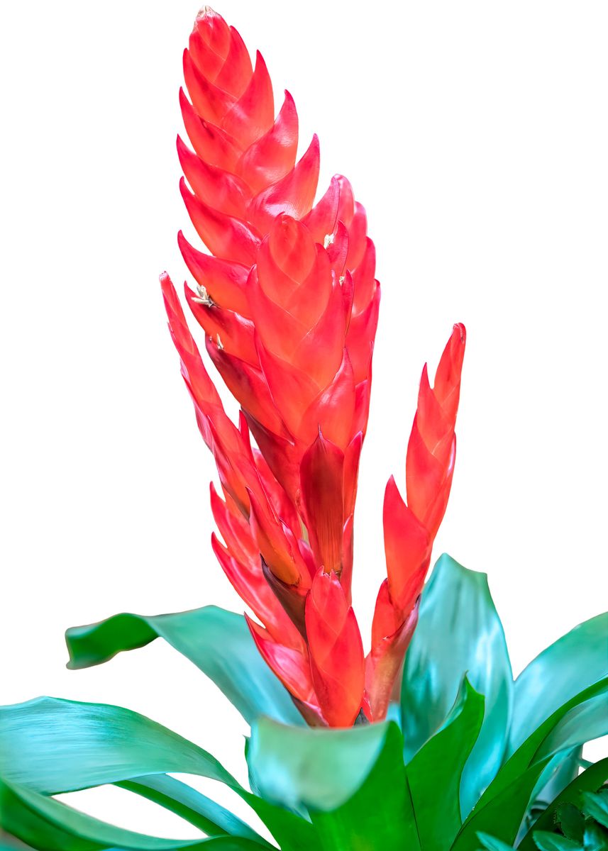 'vriesea carinata flower' Poster by Ornella Bonomini | Displate