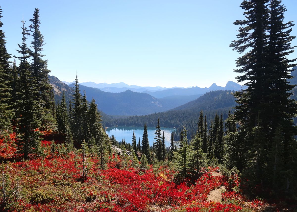 'autumn in the PNW' Poster by Sylvia Cook | Displate