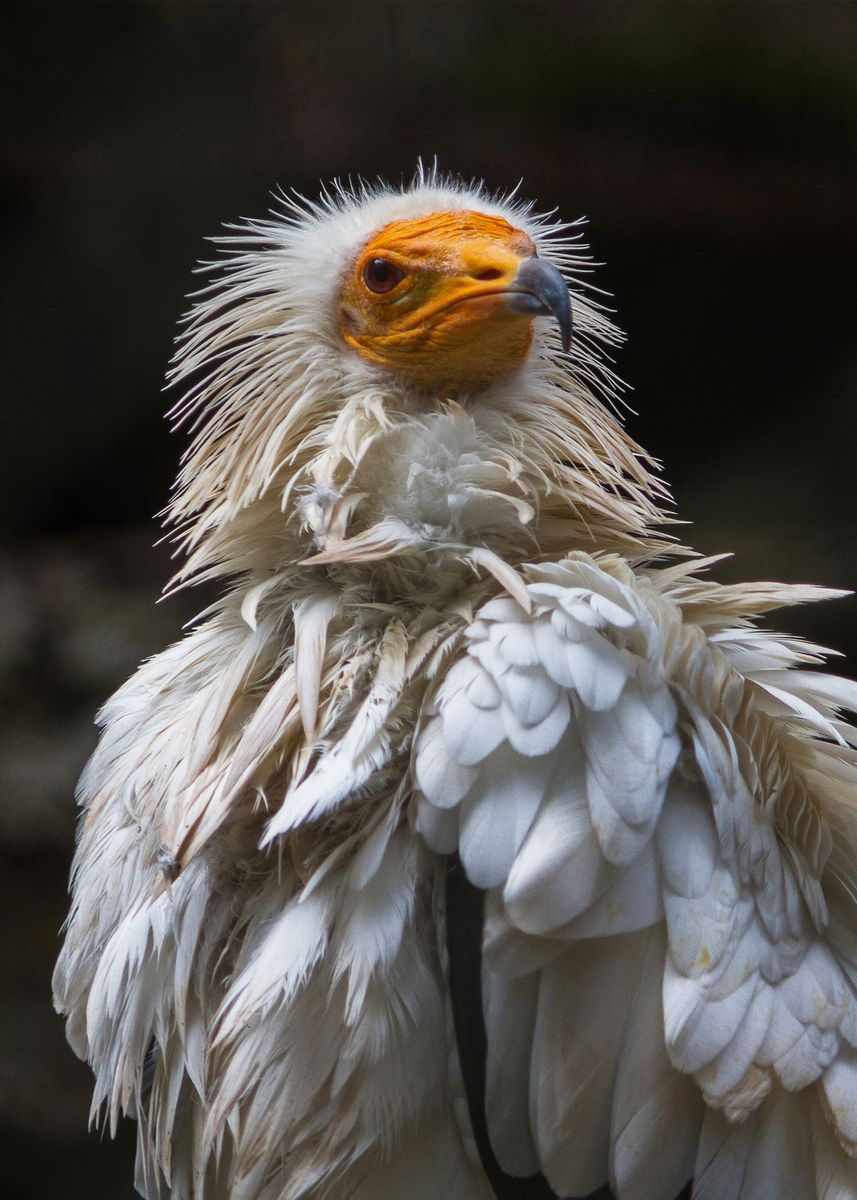 'Rapacious' Poster, picture, metal print, paint by Galerie QuasArt ...