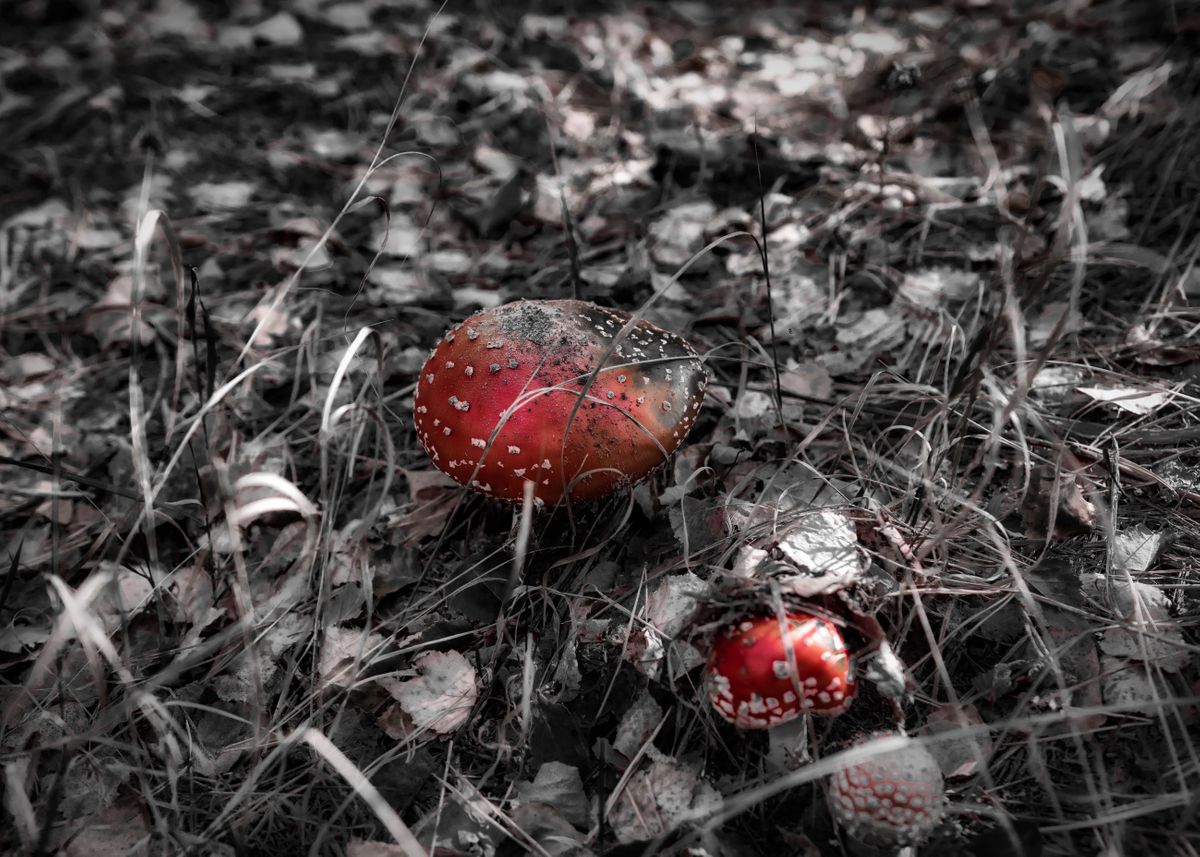 'Nuclear Mushrooms' Poster by Alexander Nilssen | Displate