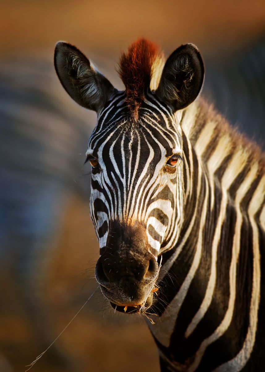 'Zebra portrait closeup' Poster by Johan Swanepoel | Displate