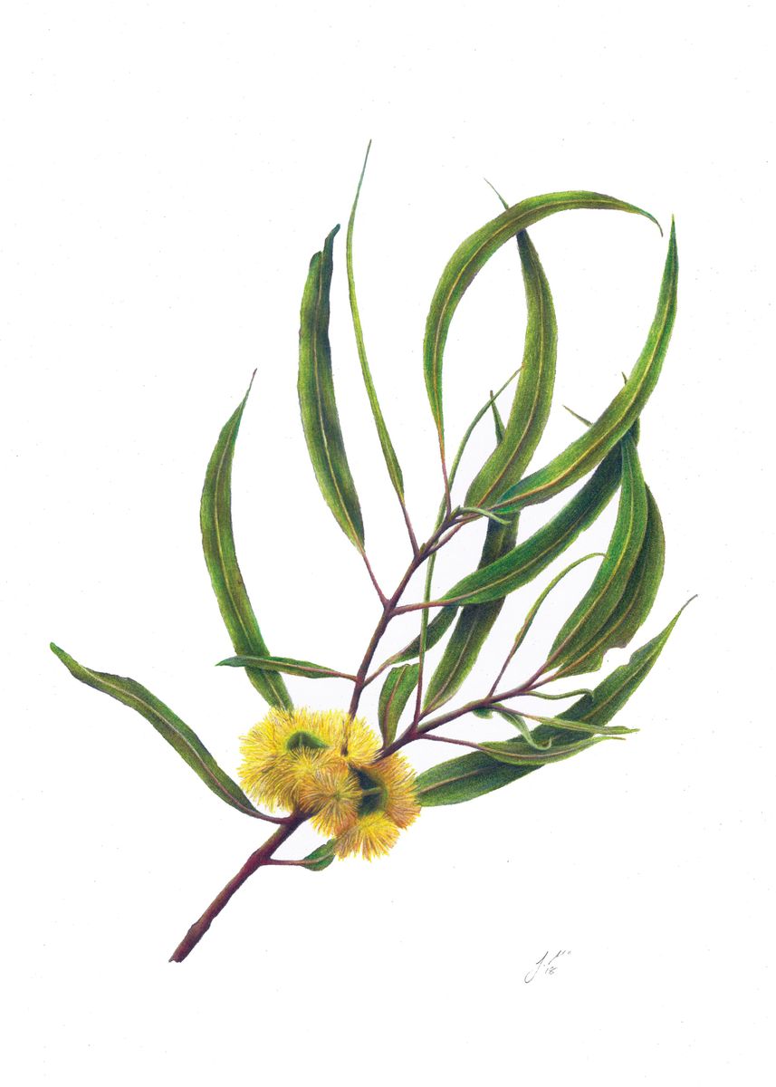 'Red Cap Gum Flower' Poster, picture, metal print, paint by Jenny ...