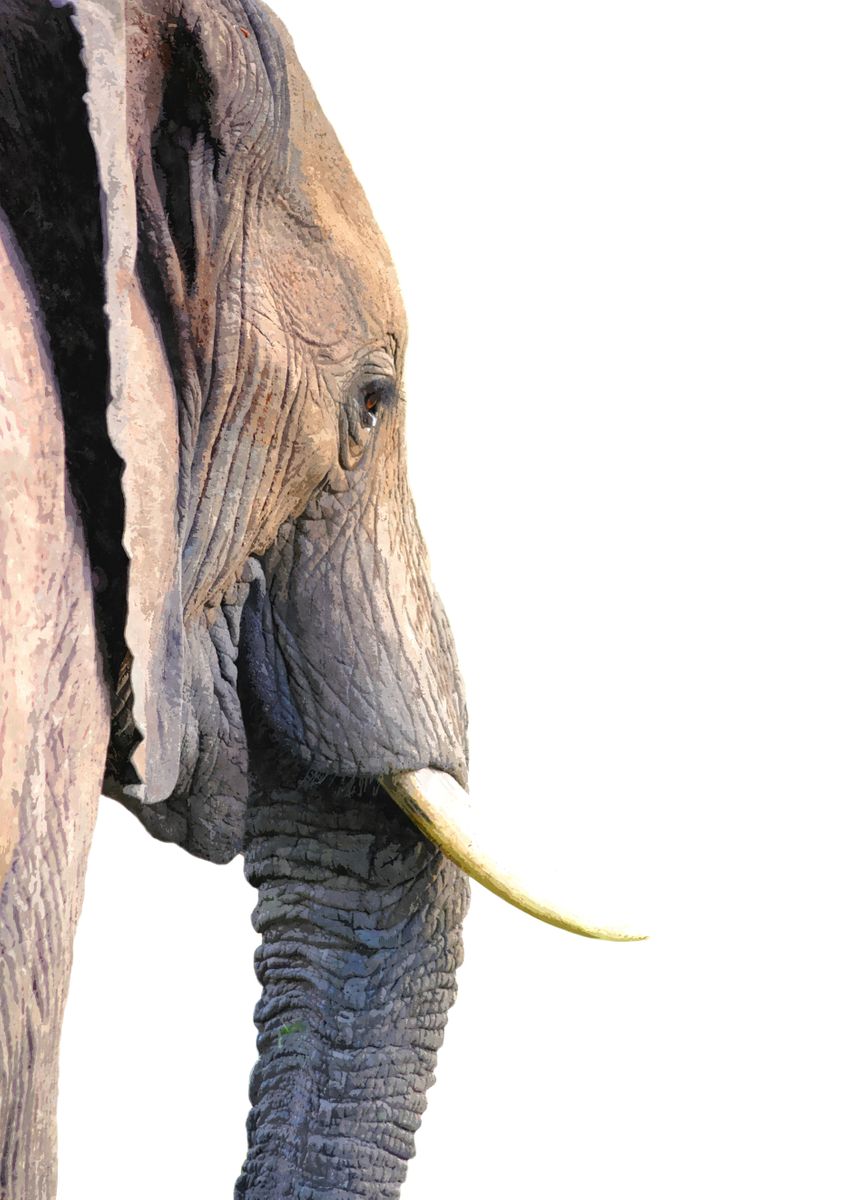 'Elephant Profile' Poster, picture, metal print, paint by Alemi Prints ...