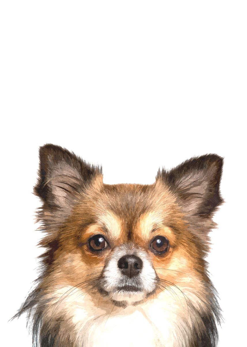 'Chihuahua Portrait' Poster by Alemi Prints | Displate