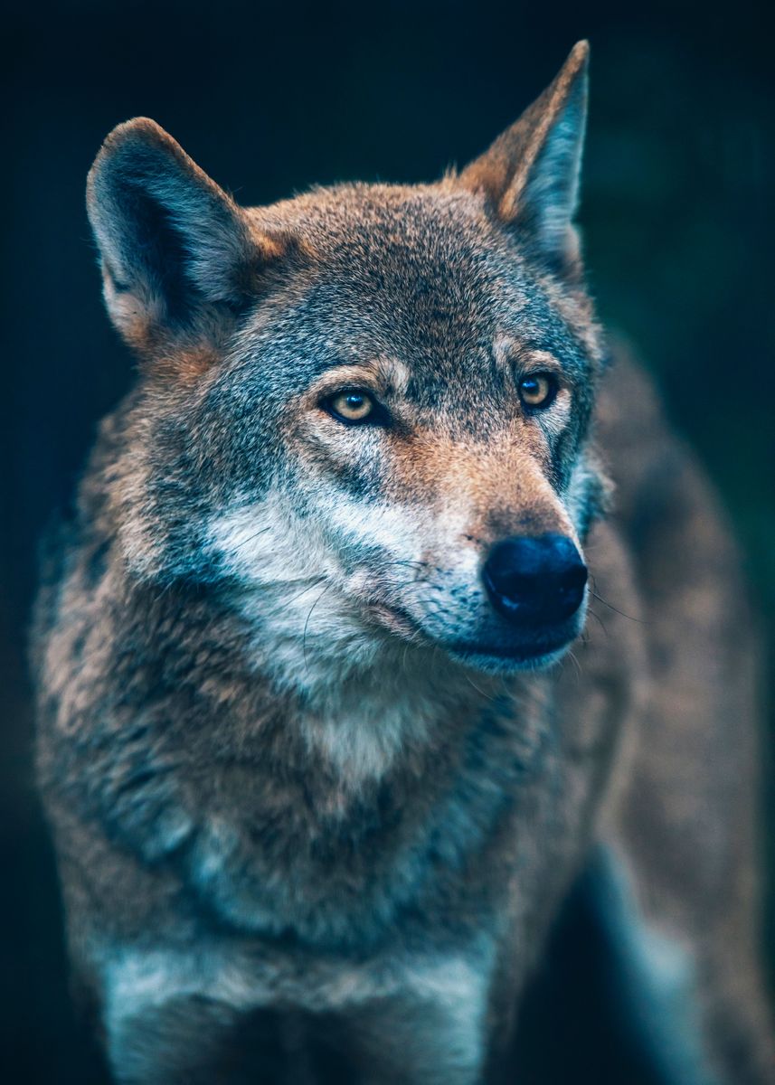 'Lone Wolf' Poster by Ysbrand Cosijn | Displate