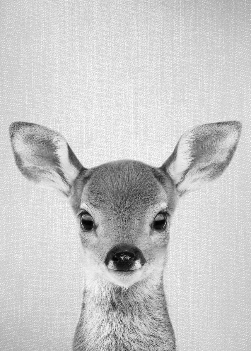 'Baby Deer BW' Poster by Gal Design | Displate