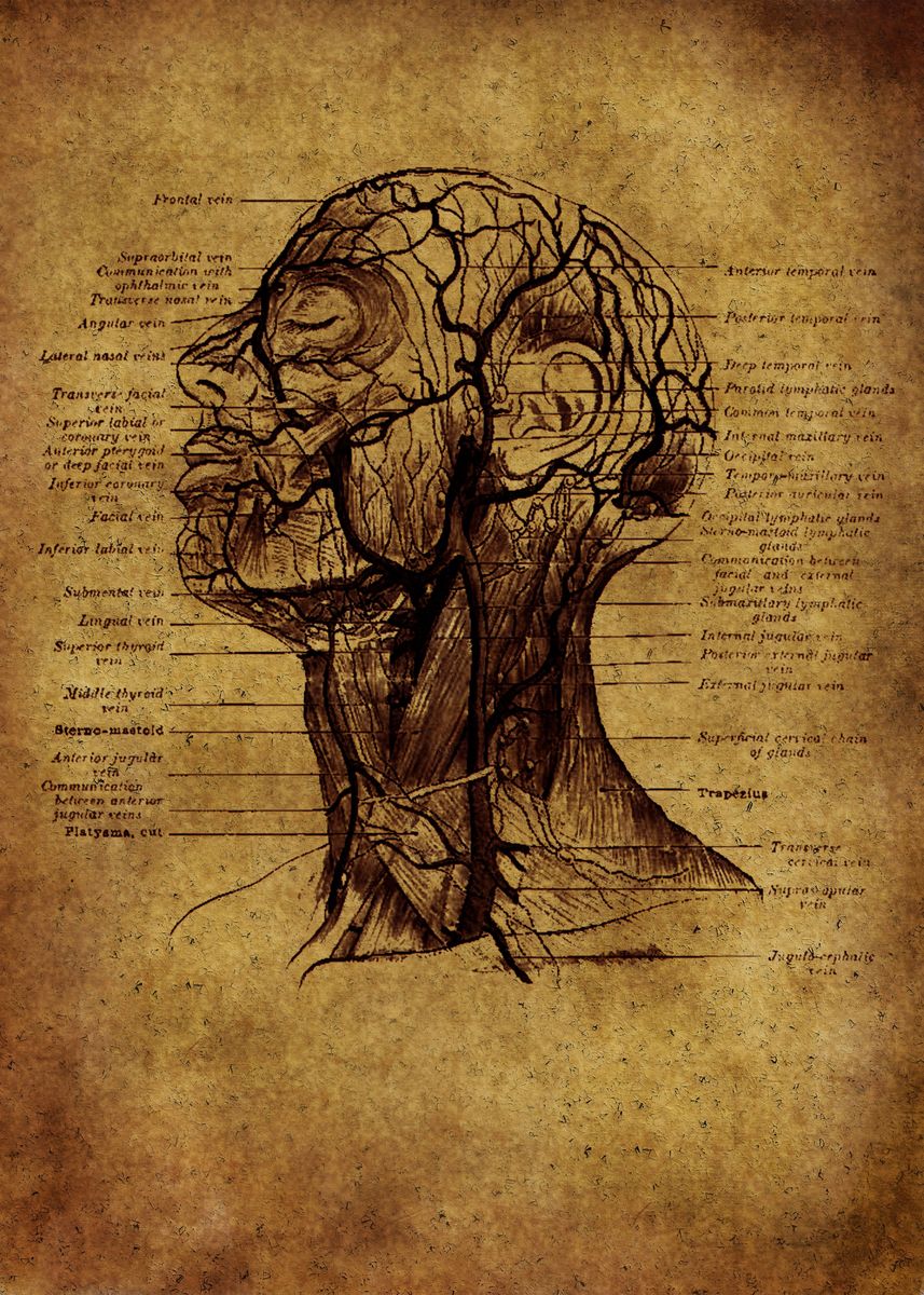 'Anatomic 4' Poster, picture, metal print, paint by Renee ar | Displate